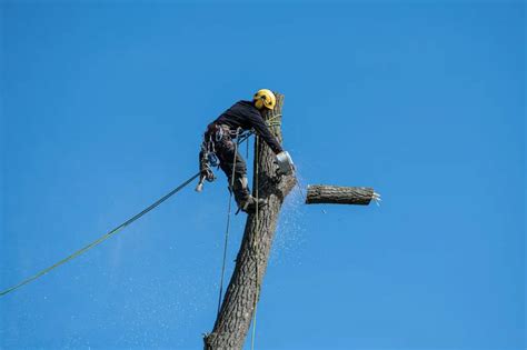A Glossary Of Tree Cutting Terminology Tree To Timber