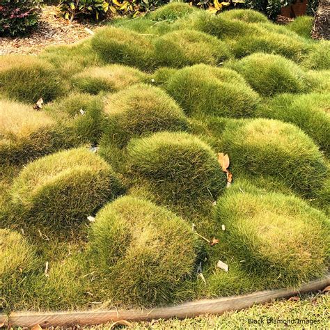 Korean Velvet Grass