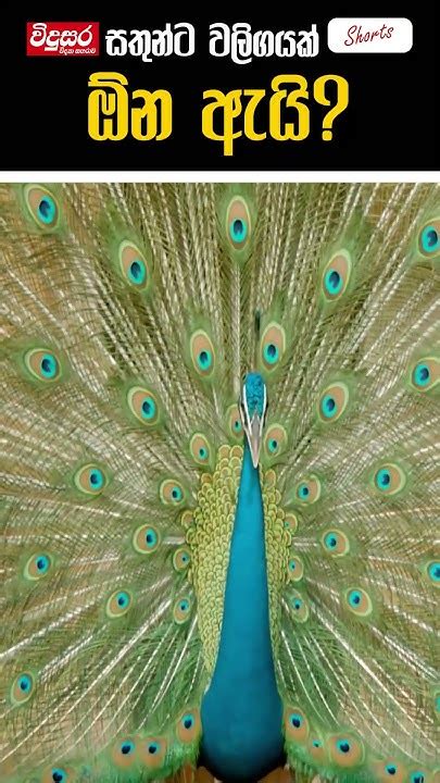 සතුන්ට වලිගයක් ඕන ඇයි Youtube