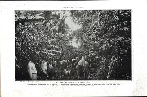 Coffee History In Costa Rica At Lisa Rubino Blog