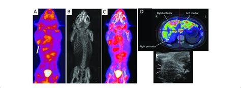 Spect A Ct B And An Overlay Of Spect Ct Images C Of Islets Download Scientific
