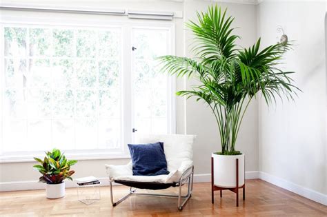 12 Best Indoor Office Plants Experts Top Choices Jay Scotts Collection