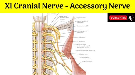 Accessory Nerve Pathway At Andrea Delreal Blog