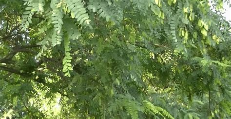 La Trees GIF Find On GIFER La Trees GIF Find On GIFER