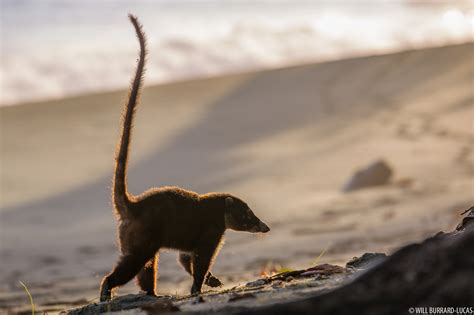 Coati Will Burrard Lucas