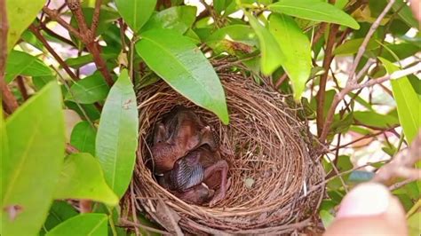 Small Red Vented Bulbul කොණ්ඩ කුරුල්ලා Youtube