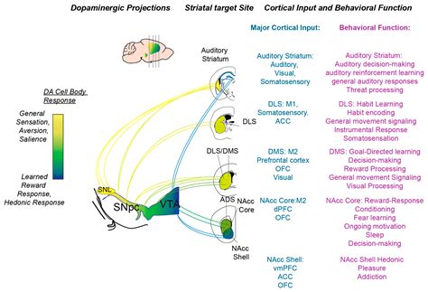 Mesotelencephalic Dopamine System