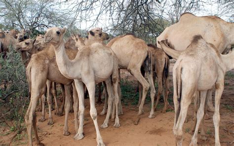6 Amazing Camel Facts You Did Not Know Kenya Geographic