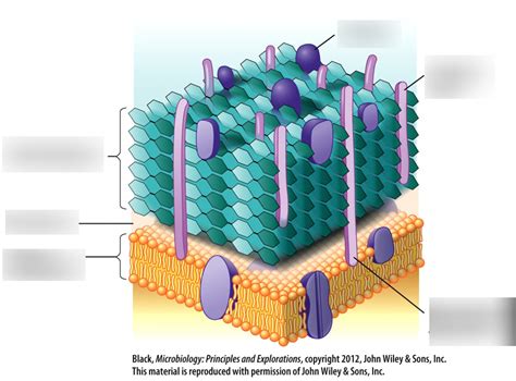 Diagrams To Remember Bacterial Morphology Structure Diagram Quizlet