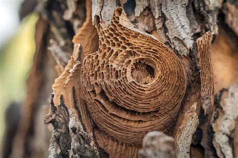 Tree Bark Texture Insect Damage Wood Decay Natural Patterns Closeup