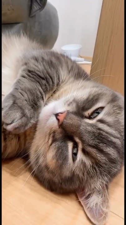 Cocoa Cocoacat Coconatik кокоа коконатик кокоакошка Youtube