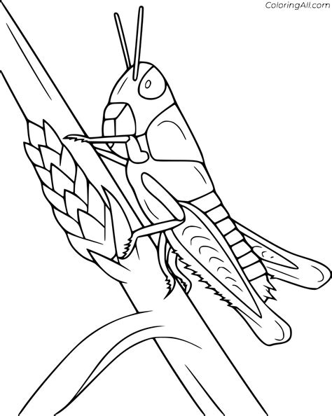 Grasshopper Picture Free Printable Coloring Pages Coloring Cool
