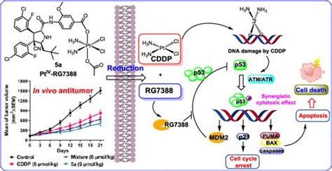 发现新型 P53 Mdm2 抑制剂 （rg7388） 偶联铂静脉注射复合物作为有效的抗肿瘤药物journal Of Medicinal Chemistry X Mol