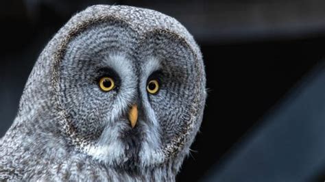 Animales Nocturnos Características Y Especies En España