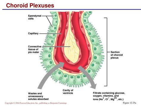 Ppt The Central Nervous System Part C Powerpoint Presentation Free