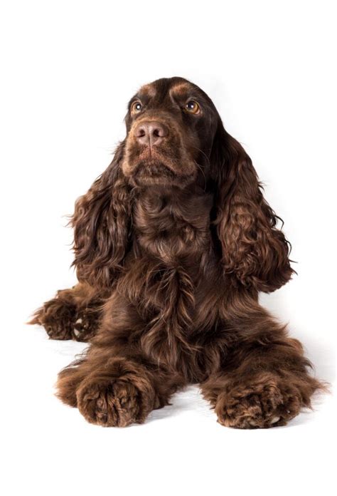 Englischer Cocker Spaniel Braun Englischer Cocker Spaniel Cocker