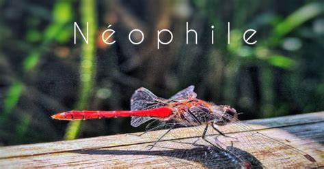 Néophile Ep Mounji Chahed