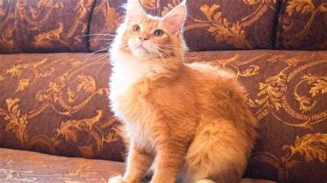 23 Orange Fluffy Cat Breeds Find Your Longhair Fluffy Orange Cat
