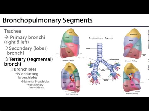 Segmental Bronchi
