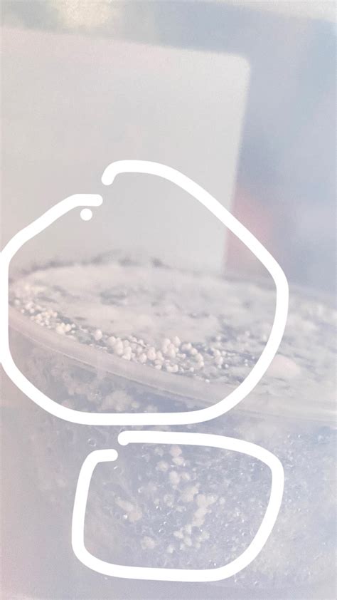 New To Growing What Do You Call These Little Blobs Rshroomers