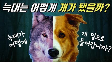 개는 어떻게 인간의 친구가 되었나│개의 기원 Youtube