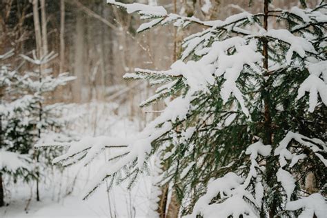 눈이 내리는 동안 흐릿한 배경에 겨울 숲에 눈 덮인 가문비 나무 가지 0명에 대한 스톡 사진 및 기타 이미지 0명 12월 가문비나무 Istock