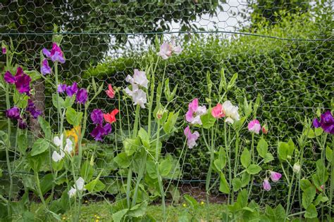 Annual Sweet Pea Leaves Sweet Pea Flowers A Growing Guide Garden