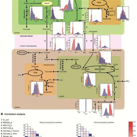 Genome Scale Metabolic Reconstruction And Specific Tissue Models A Download Scientific