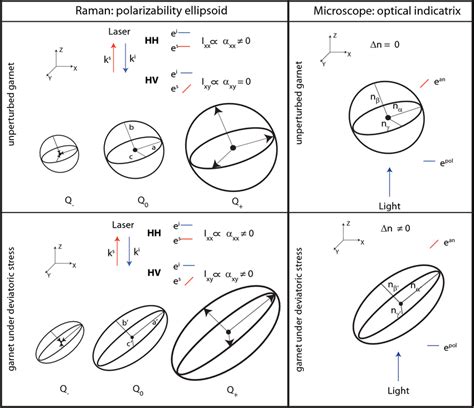 schematic representation of polarization selection rules for totally download scientific