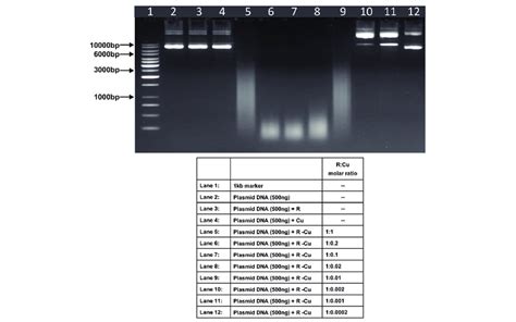 Increasing Cleavage Degradation Of Plasmid Dna By R Cu In The Presence Download Scientific