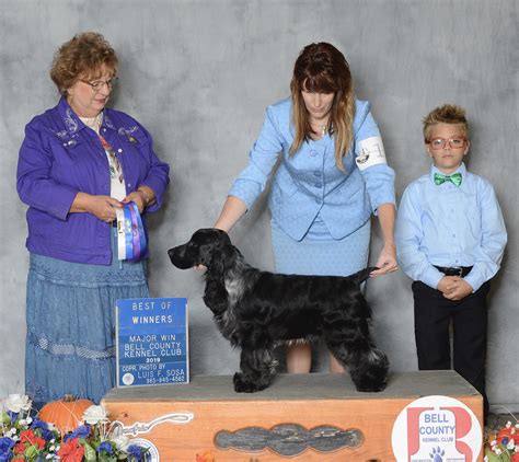 Tank Kintyre English Cocker Spaniels