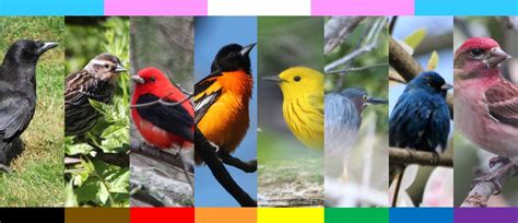 Happy Pride Month Birding Is Ontario Bird Flashcards