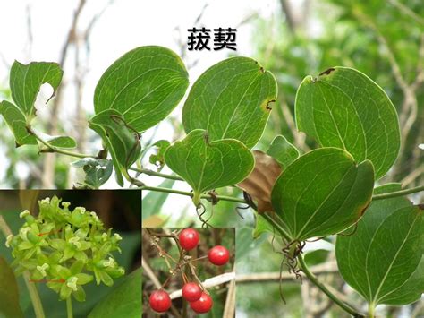台大自然保育社 植物社課 低海拔的植物