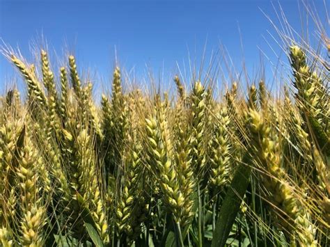 Wheat Grains Australia