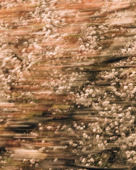 Playburo — Wylee Risso
