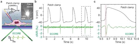 Simultaneous Ecore And Patch Clamp Recording A Illustration Of