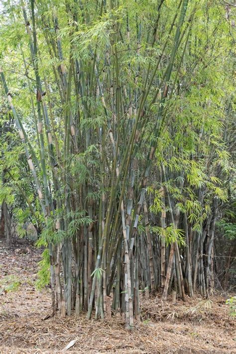 Bamboo Plant Need A Lot Of Moisture Stock Image Image Of Branch