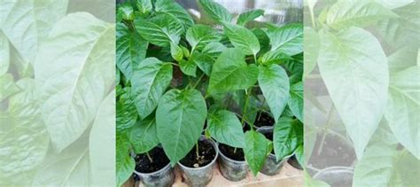 Рассада перец купить в Барнауле Товары для дома и дачи Авито