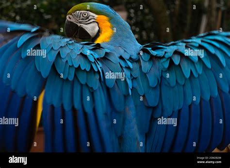 Blue And Yellow Macaw Blue And Gold Macaw Blue And Gold Macaw Blue