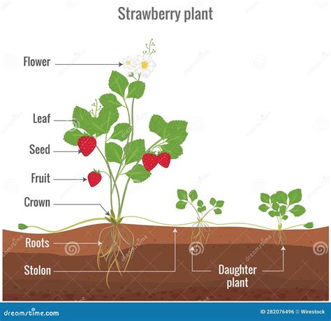 Illustration Of A Strawberry Plant Featuring The Process Of Asexual