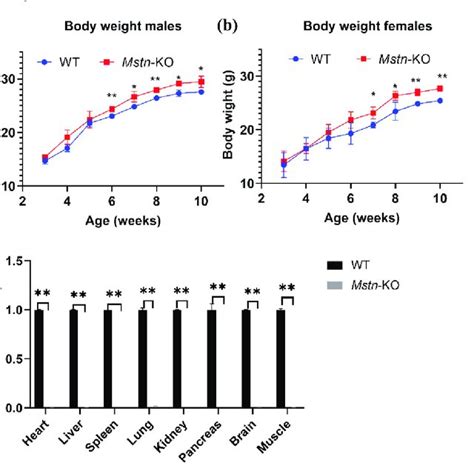 Comparison Of Growth Performance Between Mstn KO And WT Mice A Download Scientific Diagram