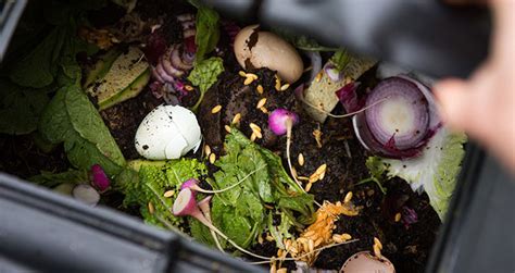 Why Is Compost Good For Plants 10 Reasons