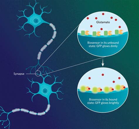 Infographic How A Glutamate Sensor Tracks Synapses The Scientist