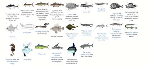 Lobe Finned Fish Vs Ray Finned Fish