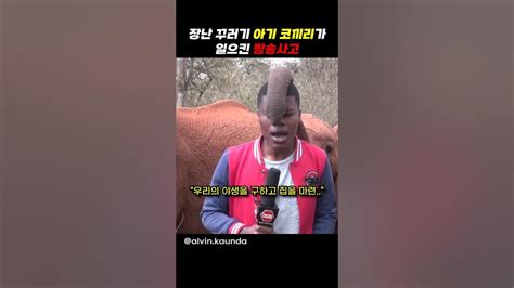 장난꾸러기 아기코끼리의 방송사고 Youtube