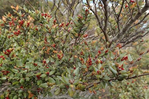 Beech Tree In Flower — Science Learning Hub