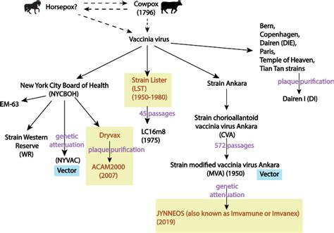Vaccinia Virus Ankara