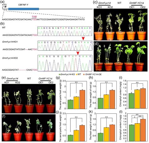 中国农科院作科所研究团队揭示大豆耐干旱和盐胁迫的调控新机制 知乎