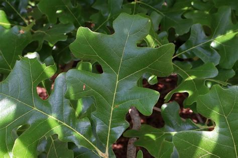 The Post Oak Tree Footsteps In The Forest