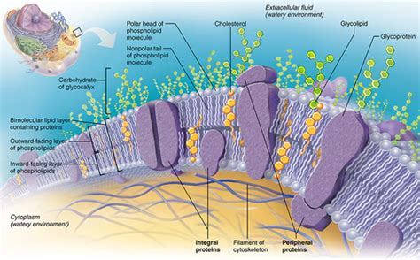 Cell Membrane Diffusion Mitosis Ch 2 Flashcards Quizlet